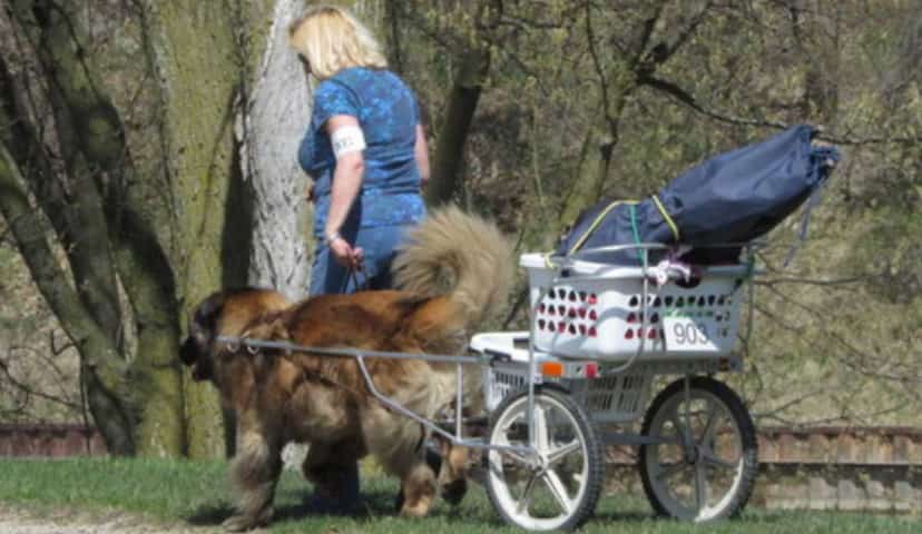 12 Facts About Leonbergers: Germany’s Gentle Giant | PetMojo