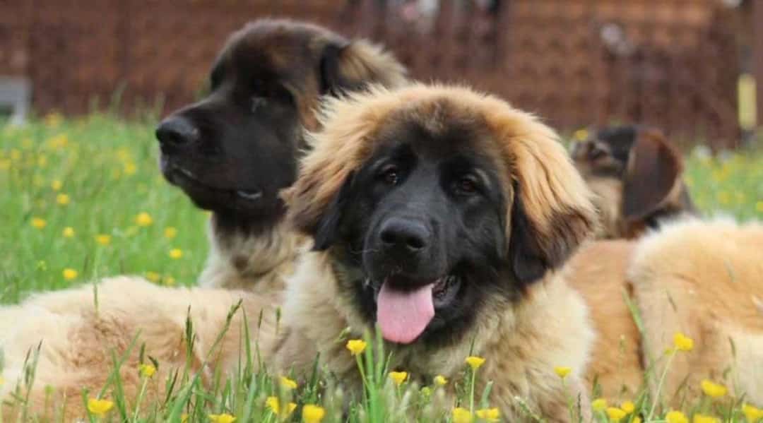 12 Facts About Leonbergers: Germany’s Gentle Giant | PetMojo