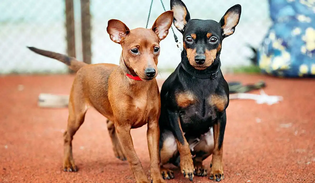 6 Facts About Miniature Pinschers That New Owners Should Know | PetMojo