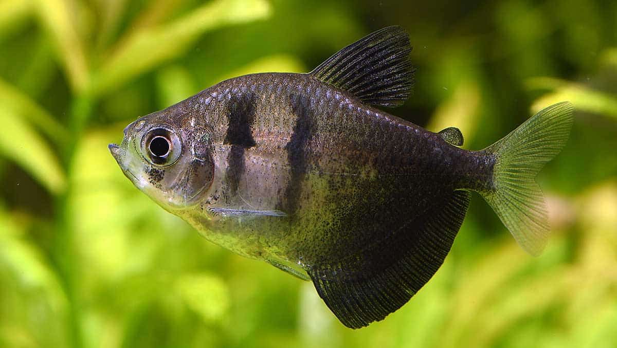 5 Popular Tetra Species for Your Aquarium | PetMojo