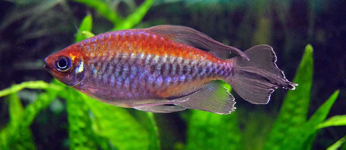 5 Popular Tetra Species for Your Aquarium | PetMojo
