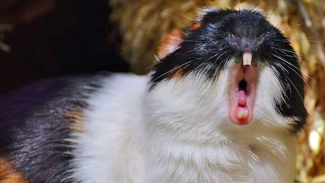 6 Tips for Grooming Your Guinea Pig | PetMojo