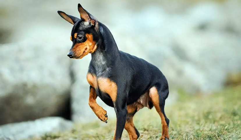 6 Facts About Miniature Pinschers That New Owners Should Know | PetMojo