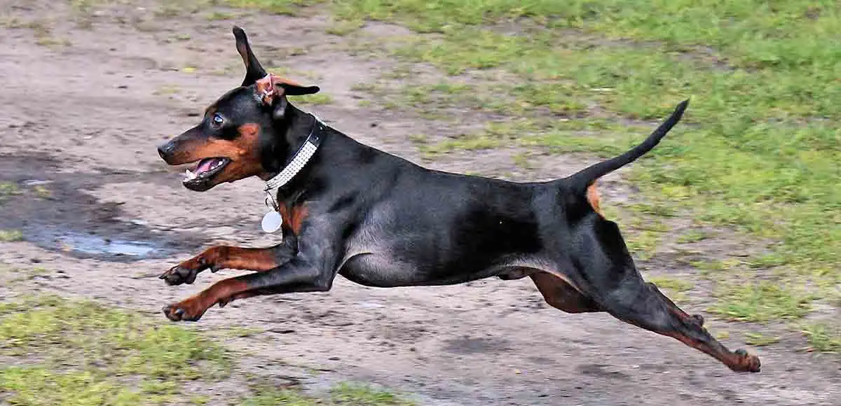 6 Facts About Miniature Pinschers That New Owners Should Know | PetMojo