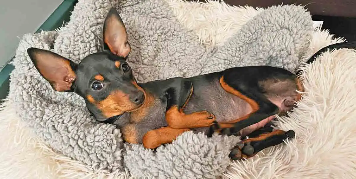 6 Facts About Miniature Pinschers That New Owners Should Know | PetMojo