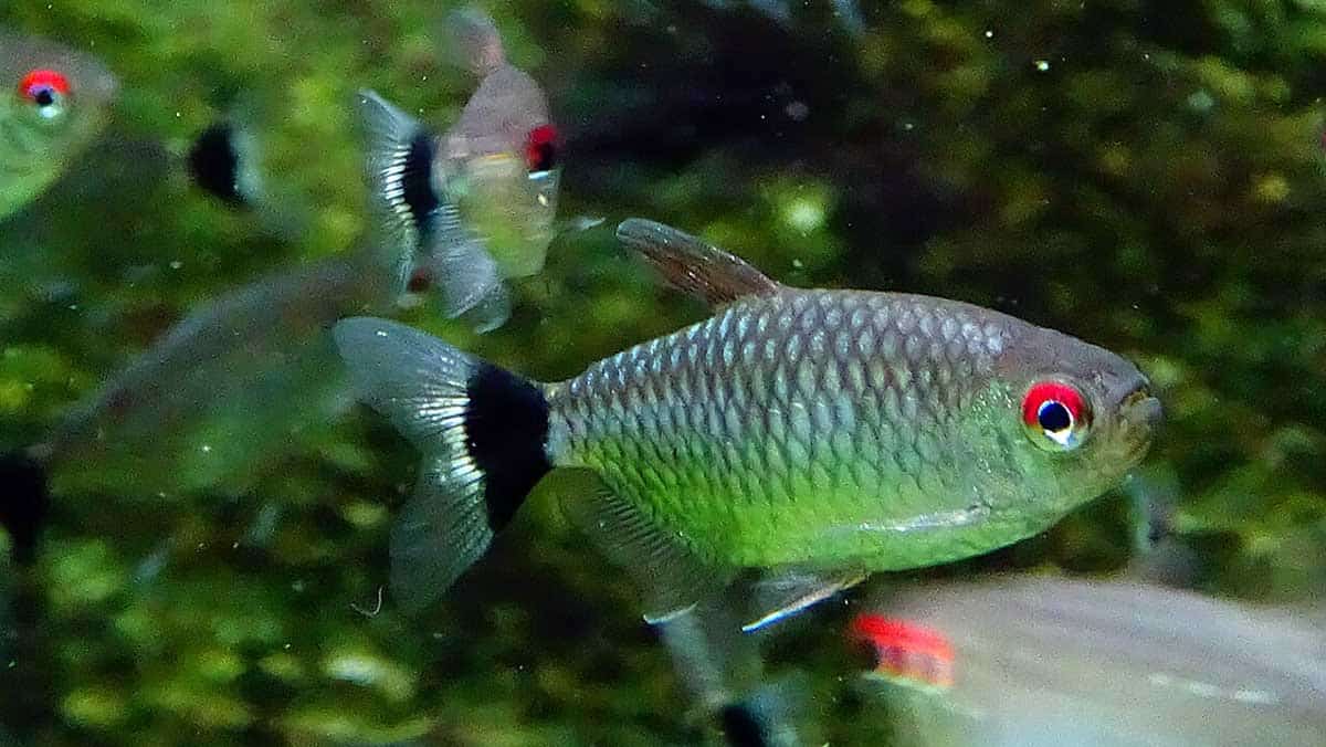 5 Popular Tetra Species for Your Aquarium | PetMojo