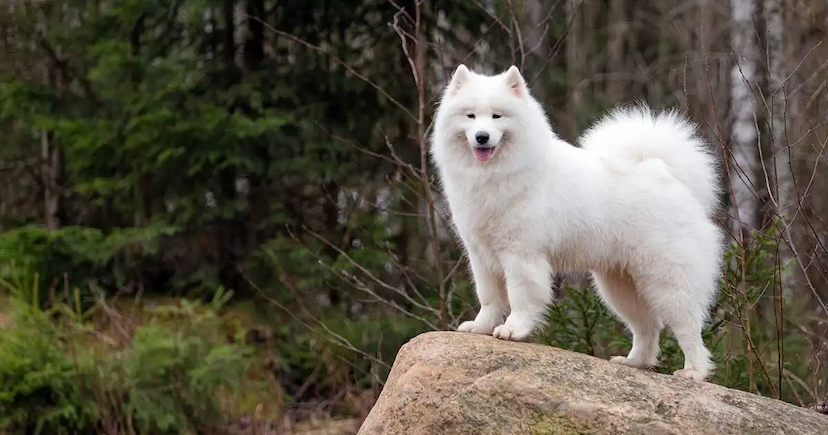 10 Most Wolf Like Dog Breeds | PetMojo