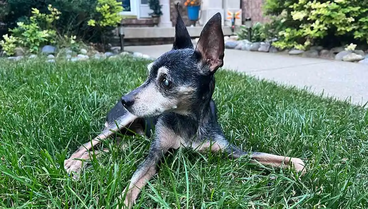 6 Facts About Miniature Pinschers That New Owners Should Know | PetMojo