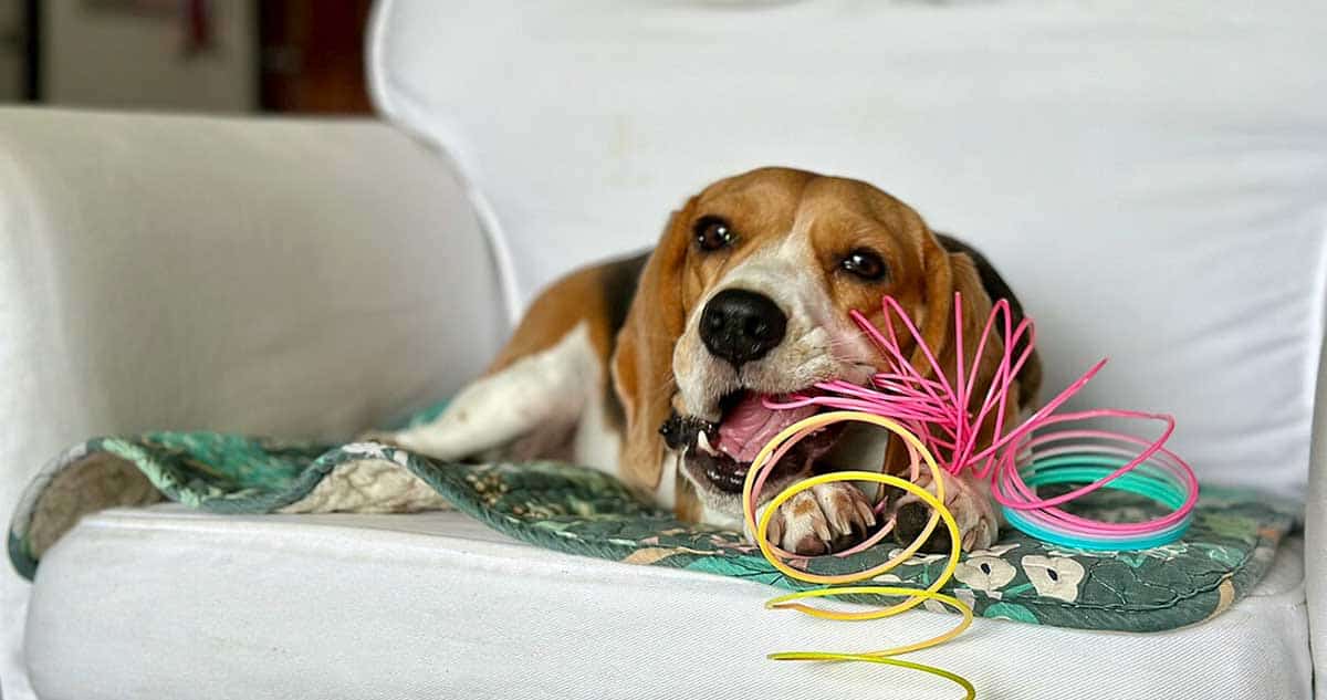 7 Facts About Bowel Obstructions in Dogs | PetMojo