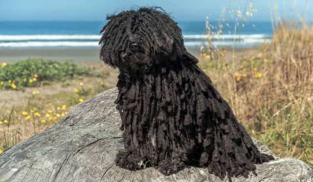 Top 12 Facts About the Puli: A Very Unique Dog Breed | PetMojo