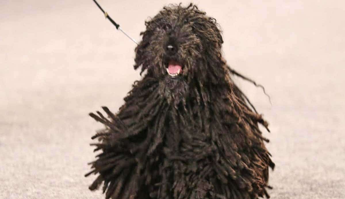 Top 12 Facts About the Puli: A Very Unique Dog Breed | PetMojo