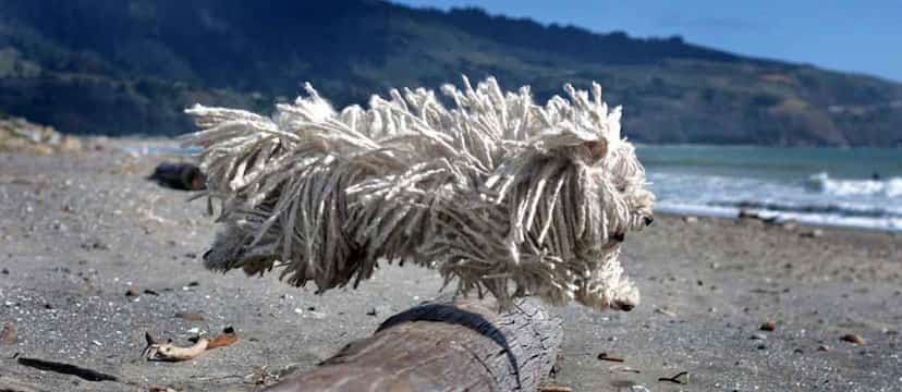 Top 12 Facts About the Puli: A Very Unique Dog Breed | PetMojo