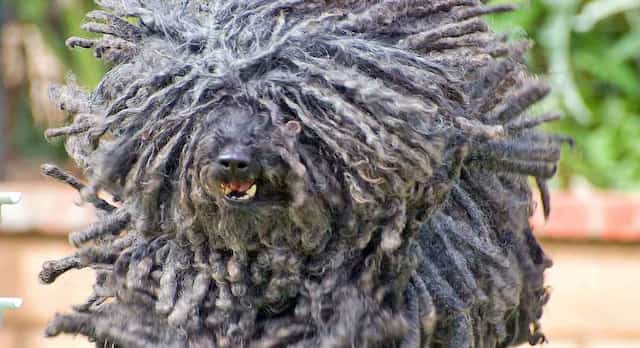 Top 12 Facts About the Puli: A Very Unique Dog Breed | PetMojo
