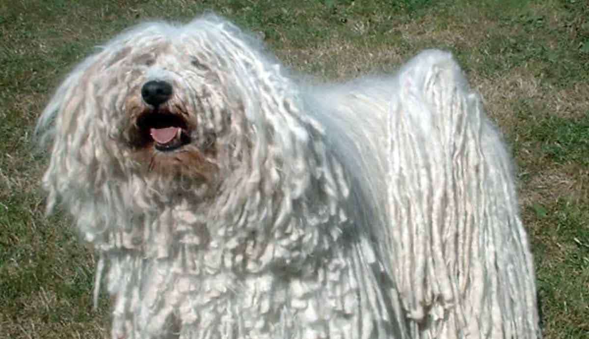 Top 12 Facts About the Puli: A Very Unique Dog Breed | PetMojo