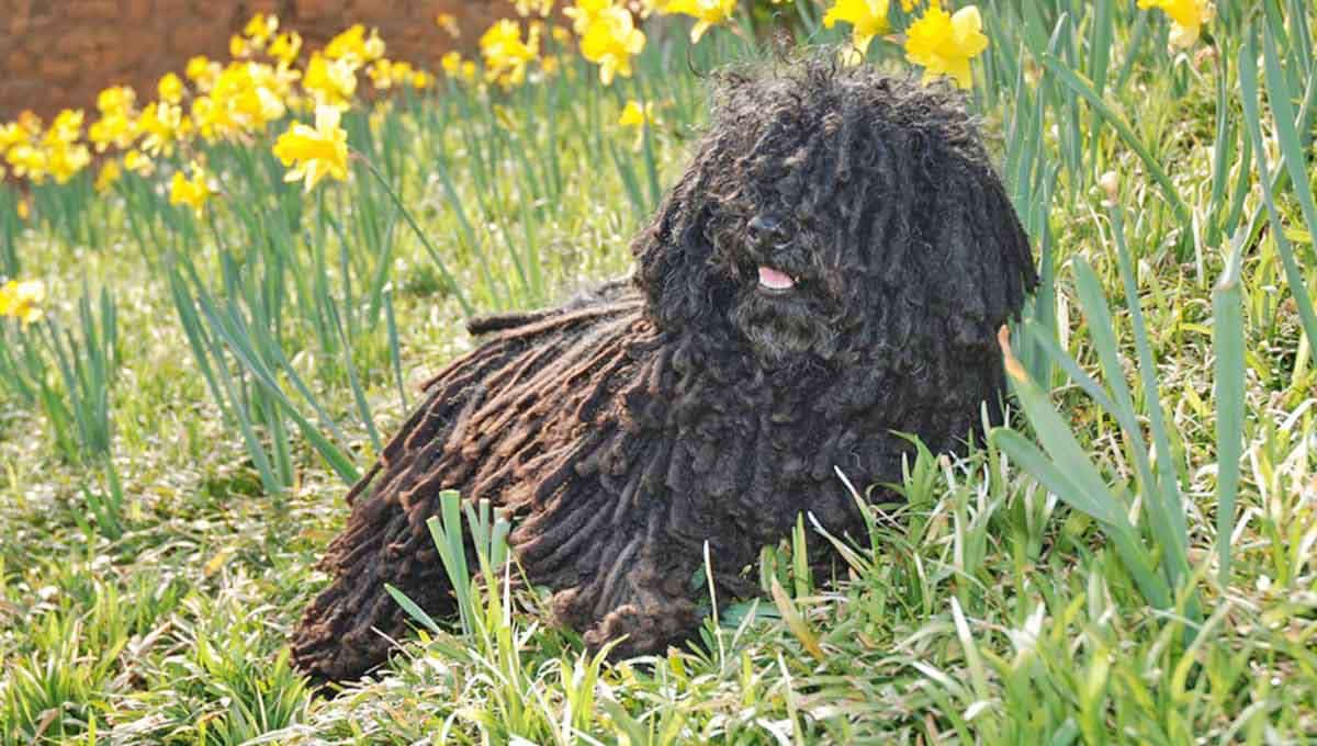 Top 12 Facts About the Puli: A Very Unique Dog Breed | PetMojo