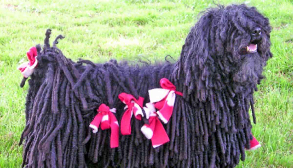 Top 12 Facts About the Puli: A Very Unique Dog Breed | PetMojo