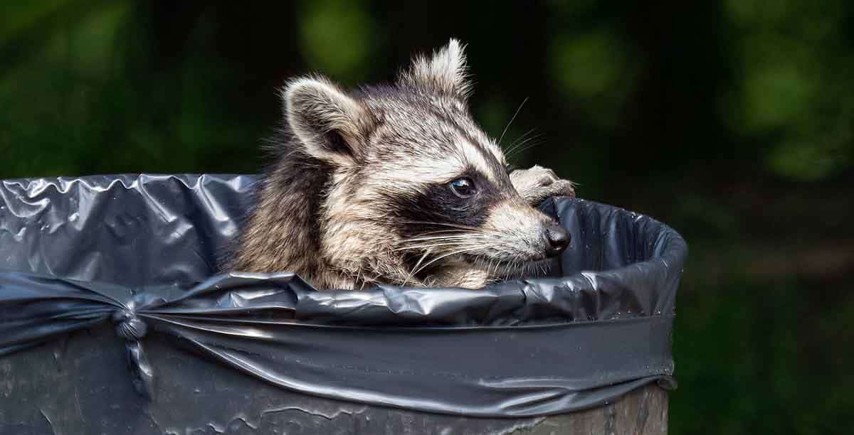 5 Interesting Facts About Raccoons | PetMojo