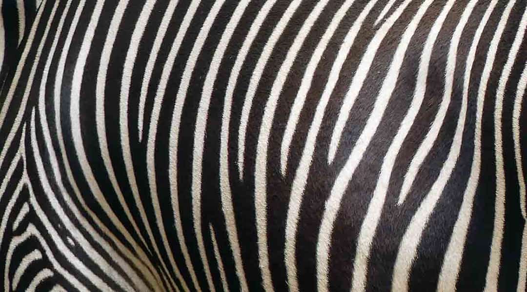 Top 8 Interesting Zebra Facts | PetMojo