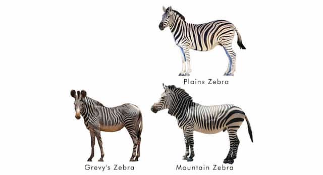 Top 8 Interesting Zebra Facts | PetMojo