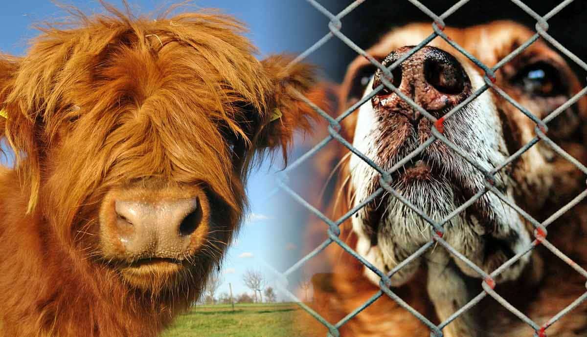 Animal Rights vs. Animal Welfare: What’s the Difference? | PetMojo
