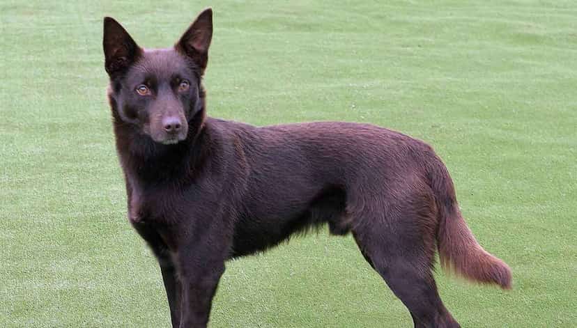 The Australian Kelpie: The Breed from Down Under | PetMojo