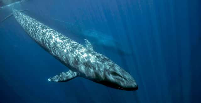 15 Loneliest Animals in the World | PetMojo
