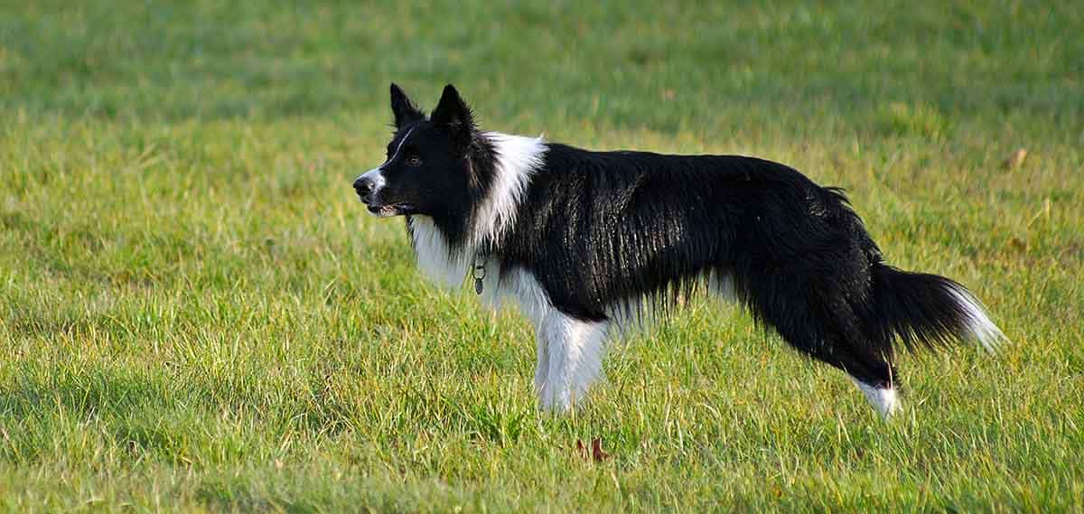 5 Types of Herding Dog Breeds | PetMojo