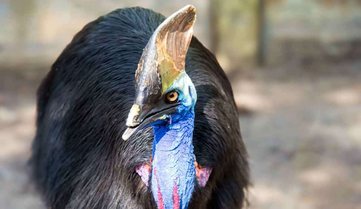 5 Iconic Flightless Birds: Their Unique Characteristics | PetMojo