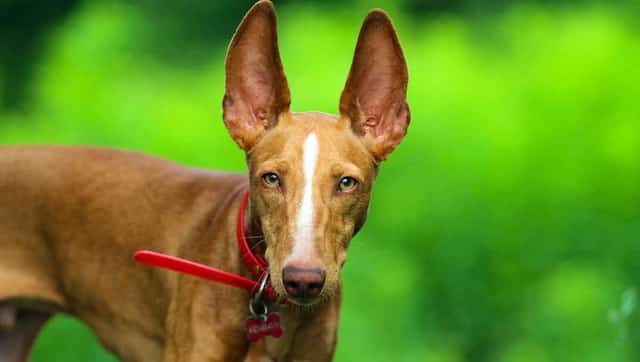 Top 5 Warren Hounds: The Rabbit Hunting Dogs | PetMojo