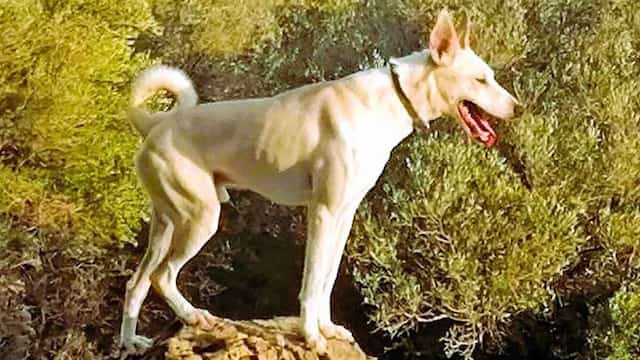 Top 5 Warren Hounds: The Rabbit Hunting Dogs | PetMojo