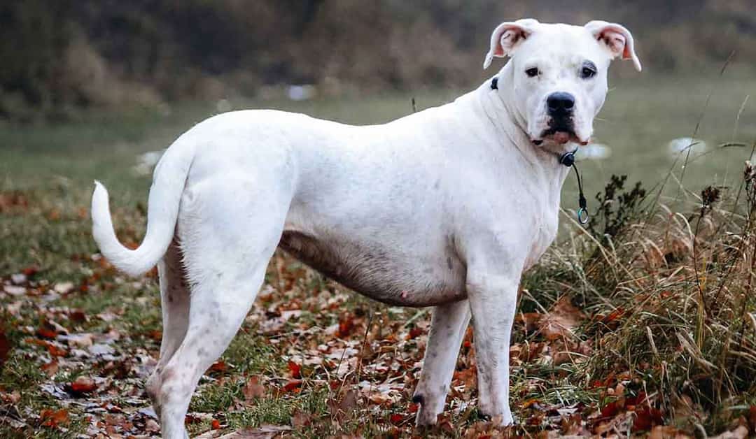 5 South American Dog Breeds | PetMojo