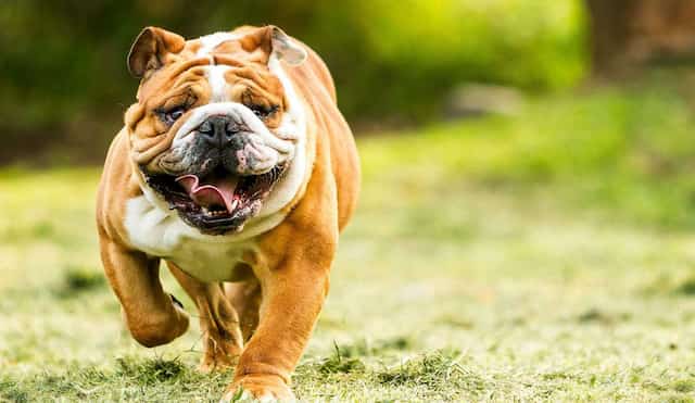 The 6 Dog Breeds with the Most Health Problems | PetMojo
