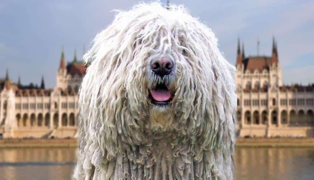 8 Facts About Komondors: The Dreadlocked Hungarian Sheepdog | PetMojo