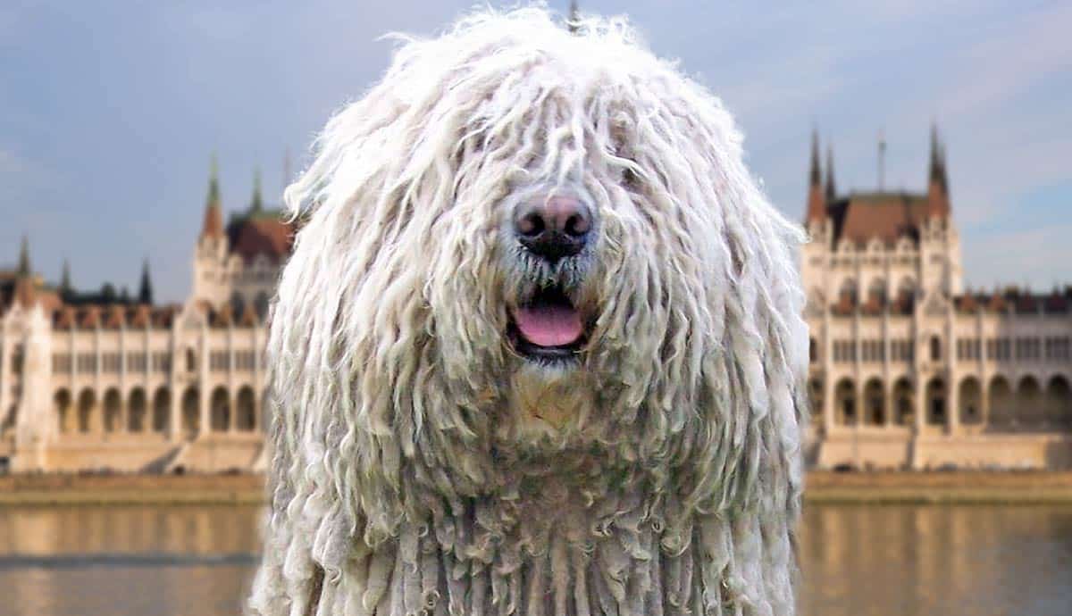 8 Facts About Komondors: The Dreadlocked Hungarian Sheepdog | PetMojo