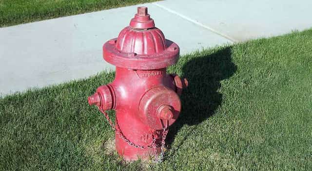 Why Do Dogs Pee on Fire Hydrants? | PetMojo