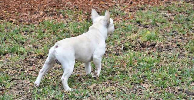 What Are Tail Pockets in Dogs? | PetMojo