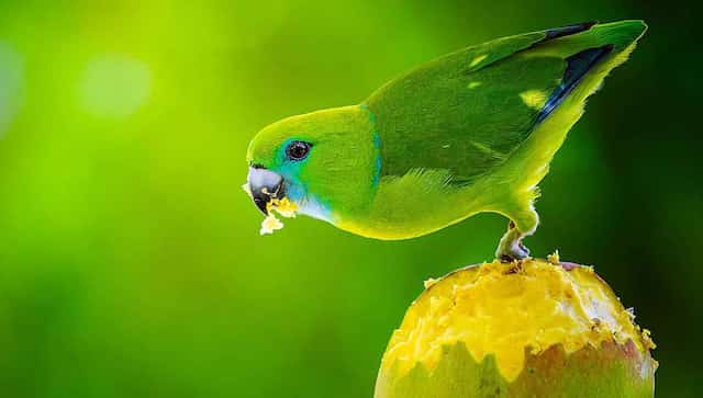 What Do Parrots Eat? The Essential Diet Guide | PetMojo