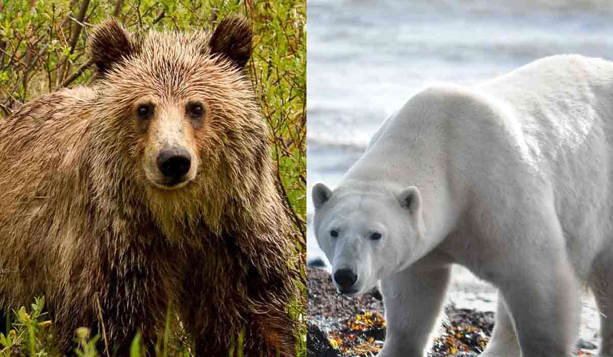 Grizzly vs. Polar: Which Bear Would Win? | PetMojo