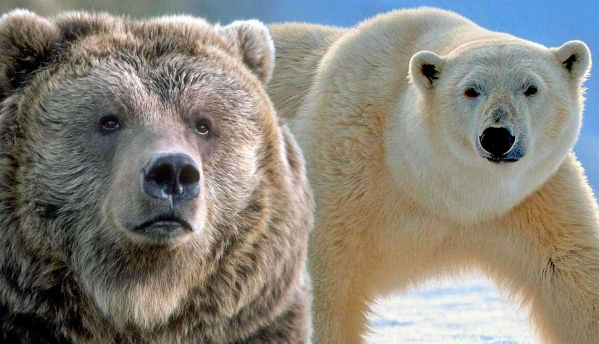 Grizzly vs. Polar: Which Bear Would Win? | PetMojo