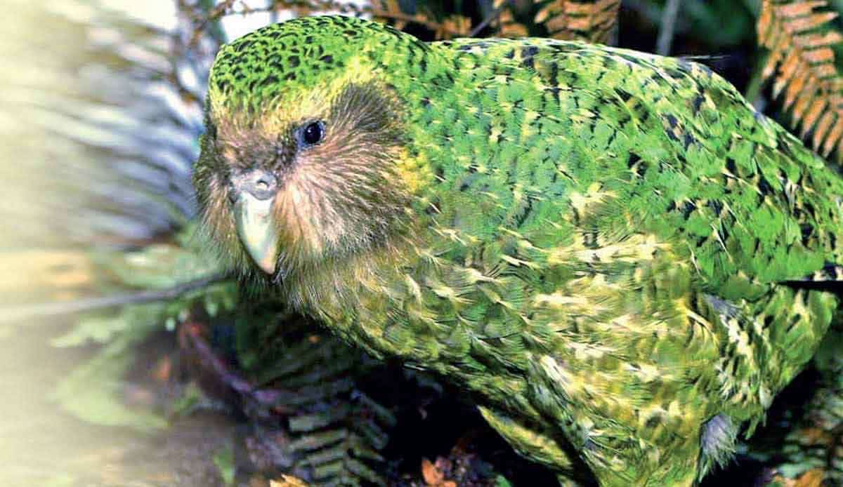 5 Iconic Flightless Birds: Their Unique Characteristics | PetMojo
