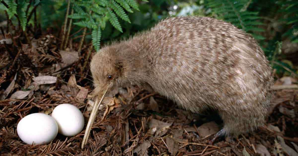 5 Iconic Flightless Birds: Their Unique Characteristics | PetMojo
