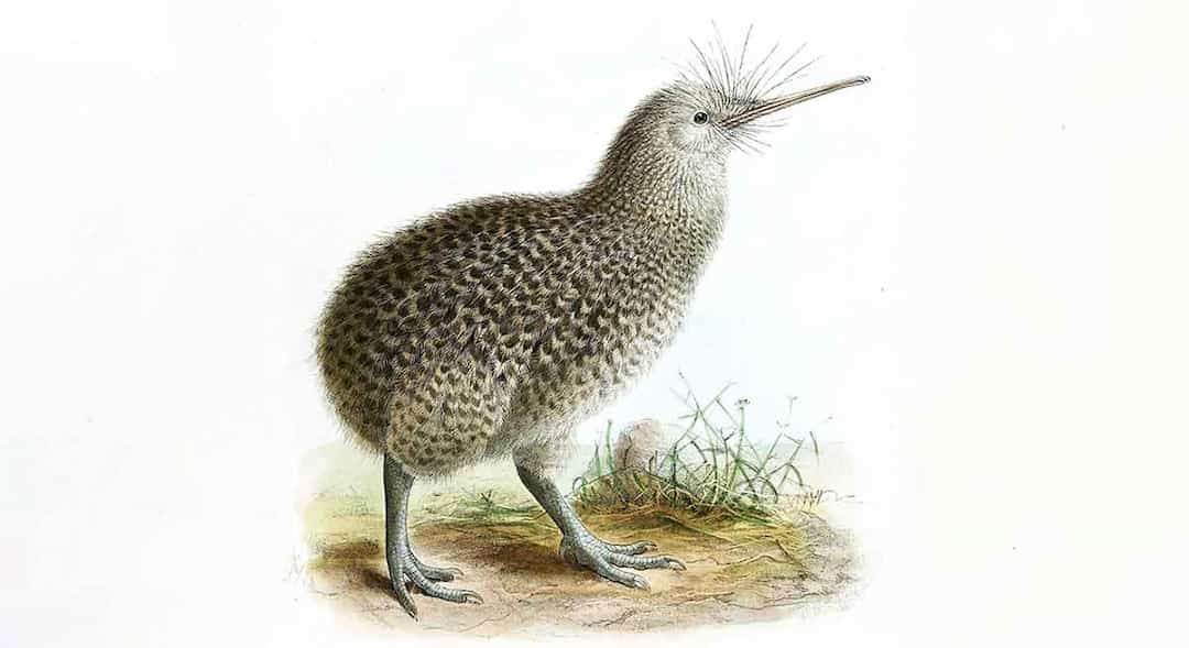 5 Iconic Flightless Birds: Their Unique Characteristics | PetMojo