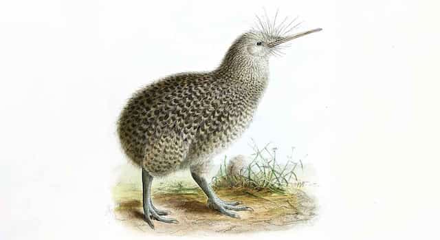 5 Iconic Flightless Birds: Their Unique Characteristics | PetMojo