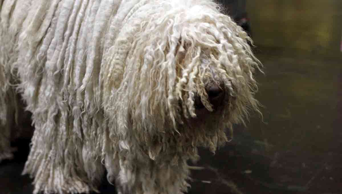 8 Facts About Komondors: The Dreadlocked Hungarian Sheepdog | PetMojo