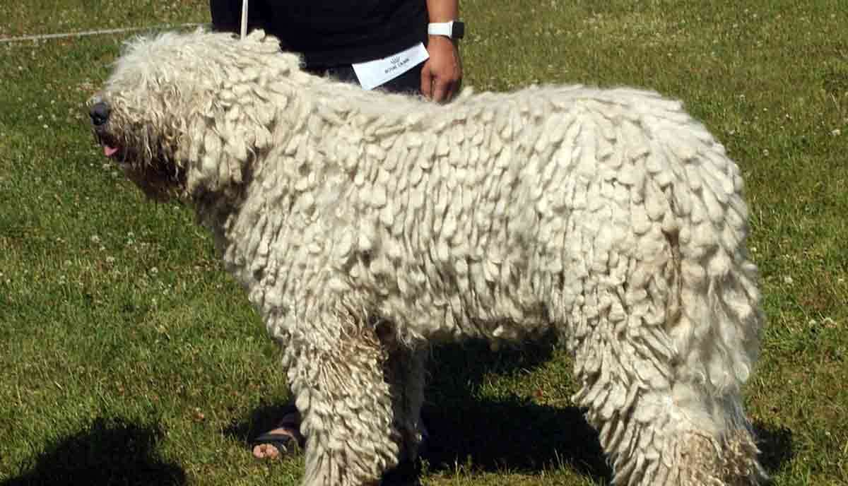 8 Facts About Komondors: The Dreadlocked Hungarian Sheepdog | PetMojo