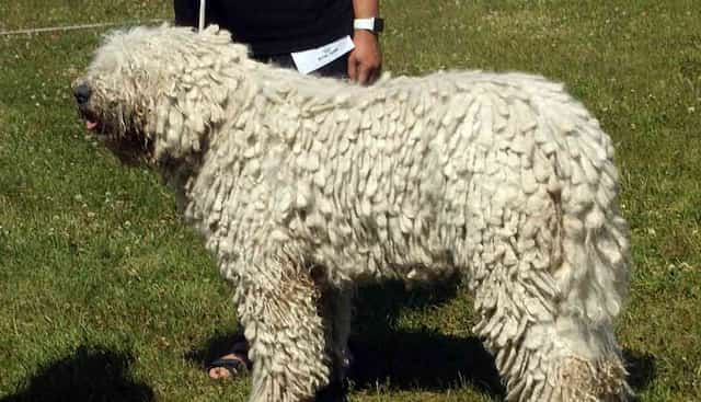 8 Facts About Komondors: The Dreadlocked Hungarian Sheepdog | PetMojo