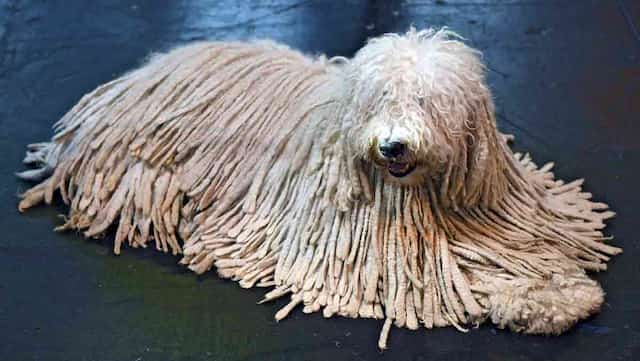 8 Facts About Komondors: The Dreadlocked Hungarian Sheepdog | PetMojo