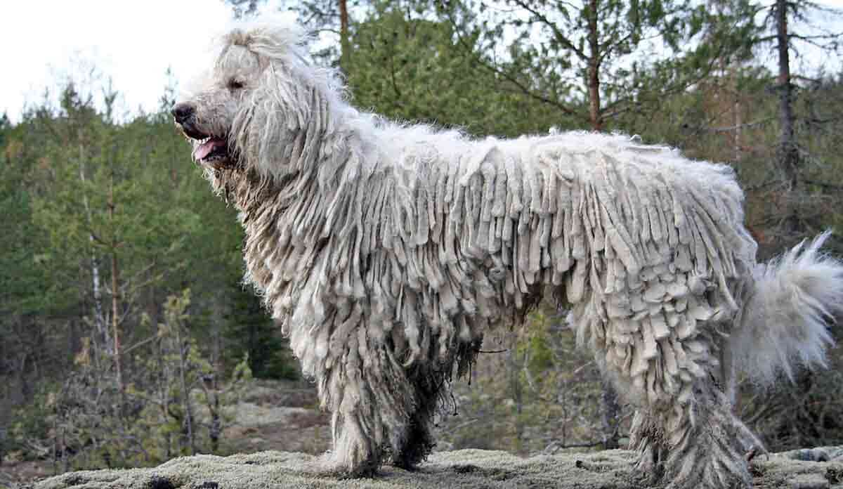 8 Facts About Komondors: The Dreadlocked Hungarian Sheepdog | PetMojo