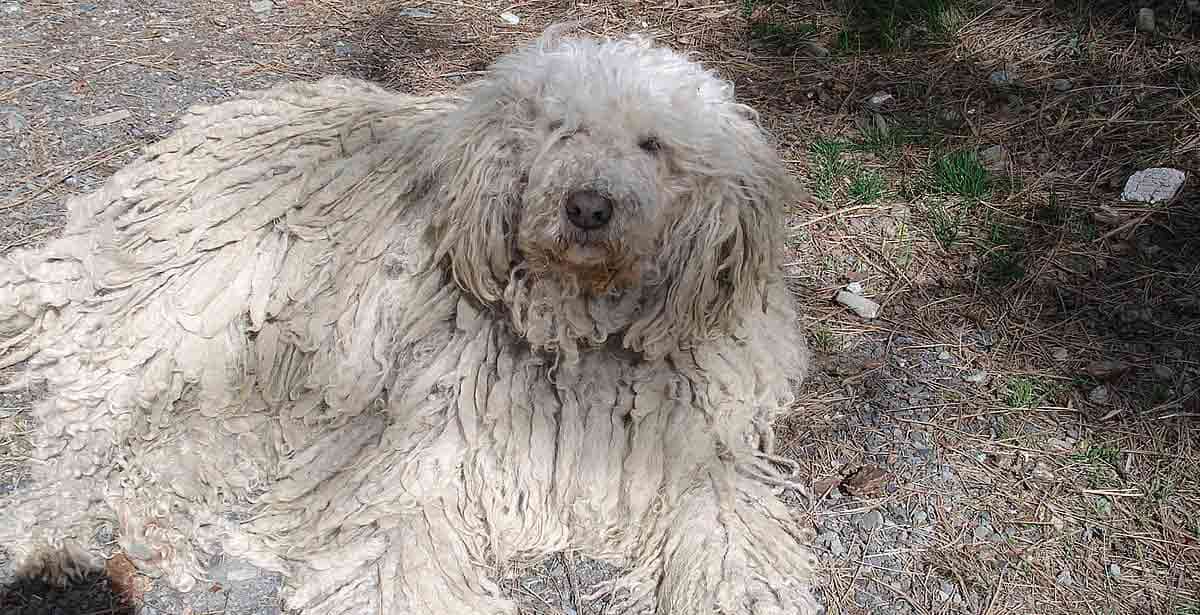 8 Facts About Komondors: The Dreadlocked Hungarian Sheepdog | PetMojo
