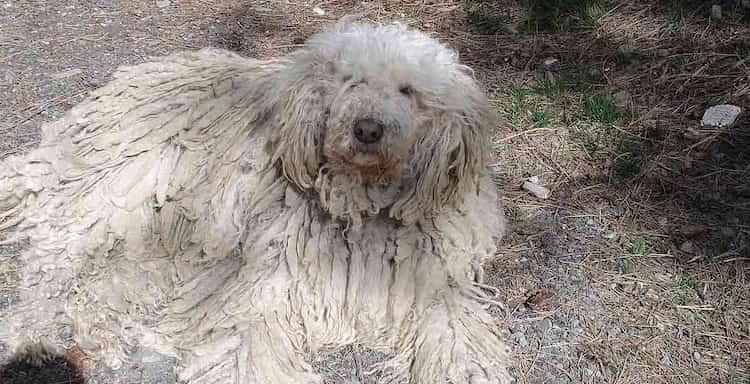 8 Facts About Komondors: The Dreadlocked Hungarian Sheepdog | PetMojo